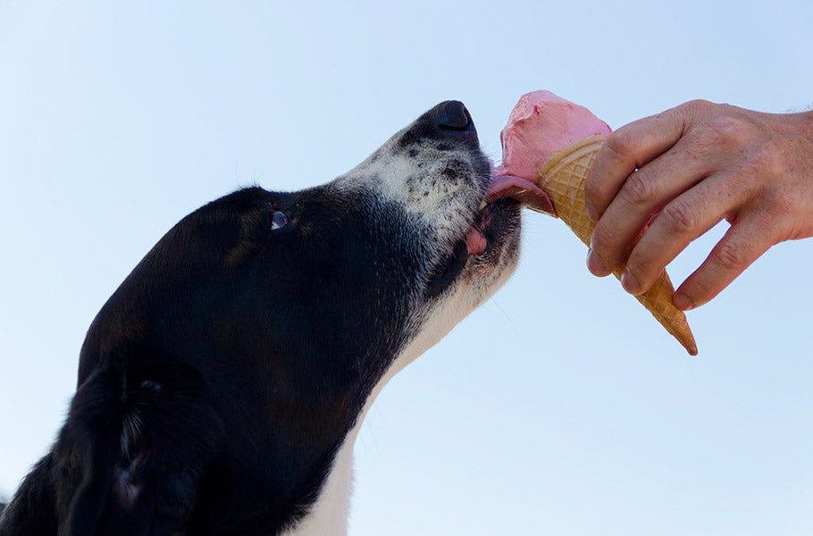 Can Dogs Eat Sugar? The Surprising and Shocking Negative Effects You ...