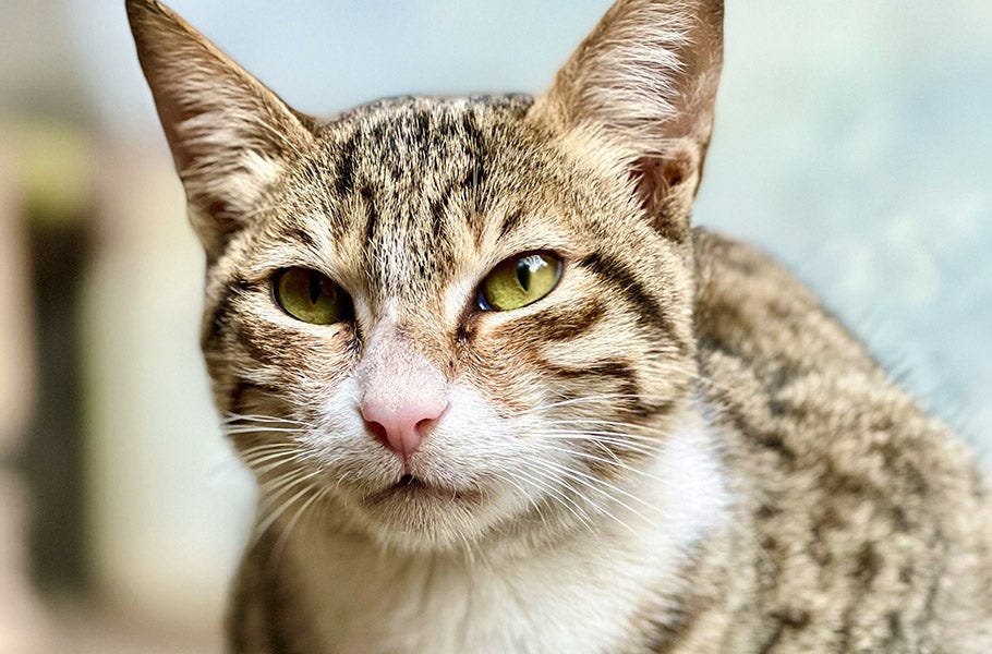 Cat Health Check: Recognizing Signs of Illness and When to Visit the ...