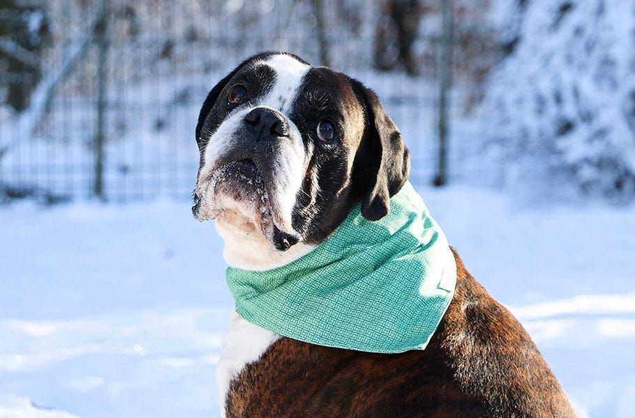 The Canine Mind Palace: Understanding Dog’s Mental Maps and Spatial ...