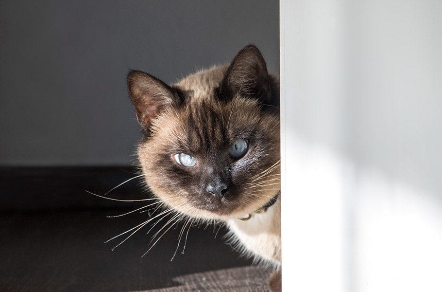 How to effectively deal with cat’s aggression | by Pettsie | Medium