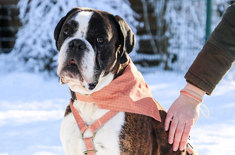 Canine Communication: Decoding Your Dog’s Body Language and Vocal Cues ...