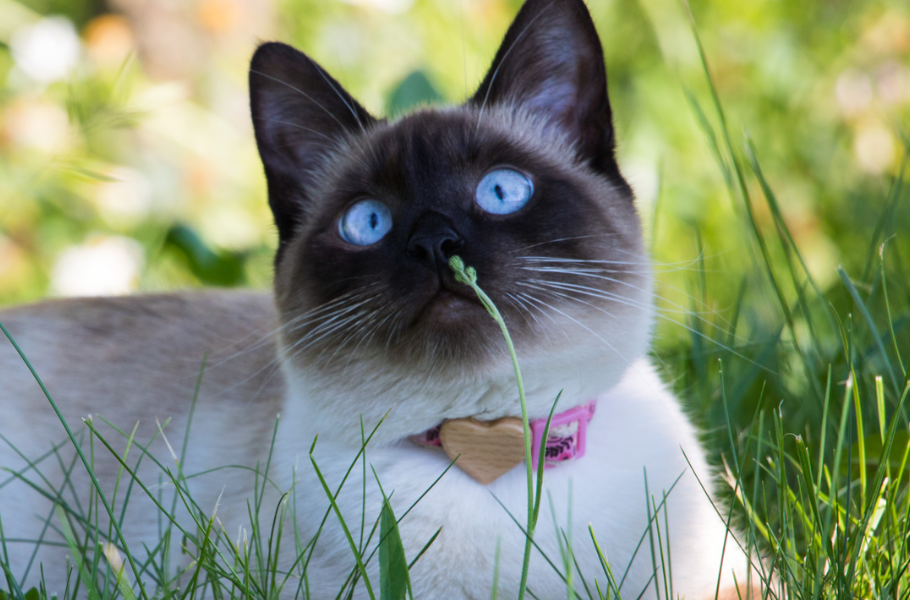 Cats & Seasonal Allergies: How to Spot and Treat Feline Allergies ...