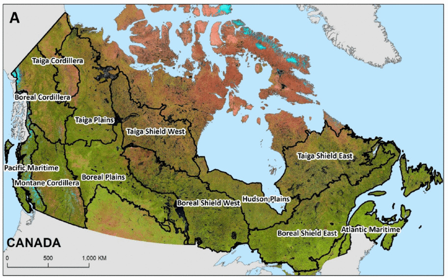 Canada’s forests return following disturbance | by Mike Wulder | Medium