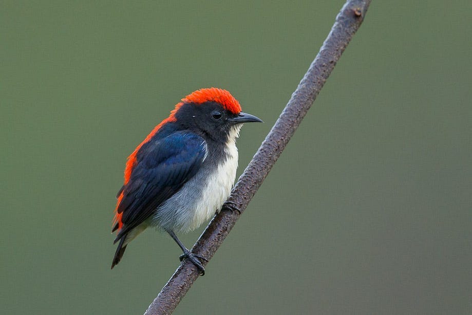 CI for t. Part 2c of Sampling and Confidence… | by Dr. Alvin Ang ...