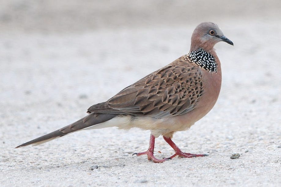 Two Sample Pooled t test. Part 2d of Hypothesis Testing and ANOVA… | by ...