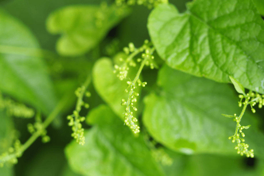 Root Review: Hablitzia. Hablitzia, also known as Caucasian… | by Jimmy ...