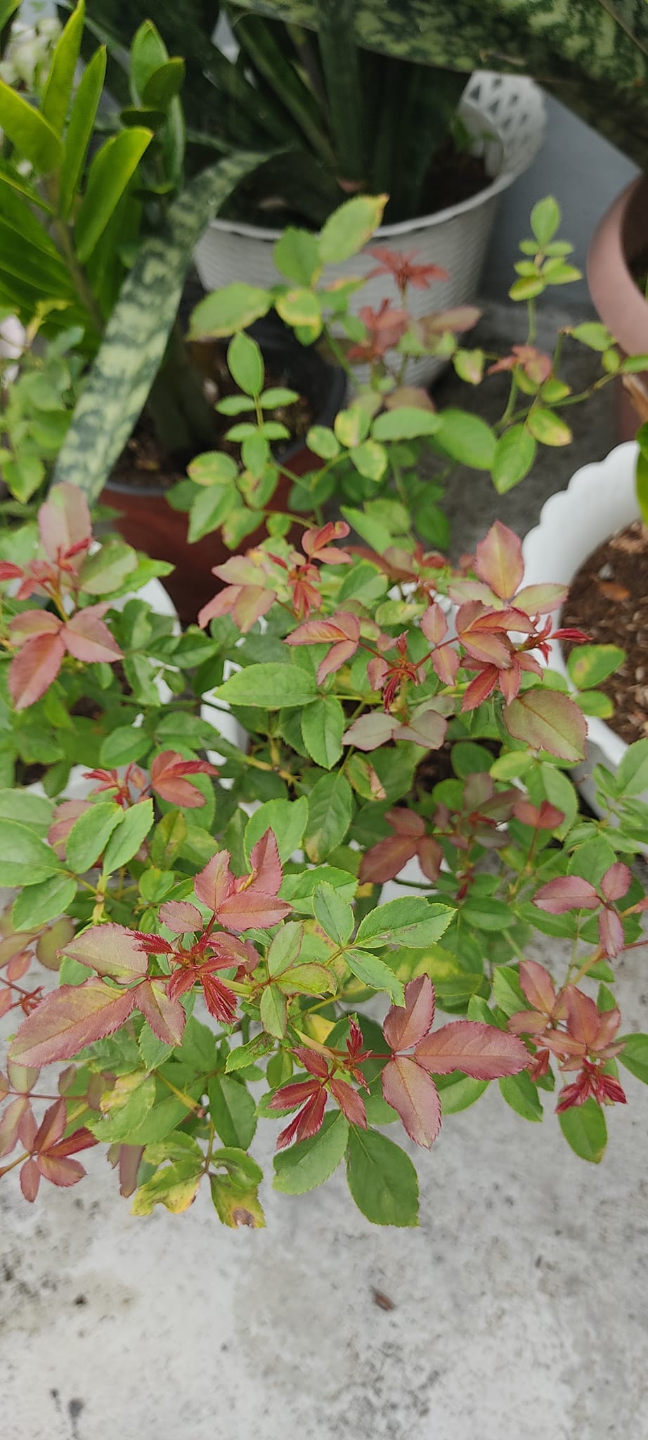 KWENTONG HARDINERO — When Rose Bush Leaves Turn Red | by Elijah Joy Alonzo | Feb, 2025 | Medium