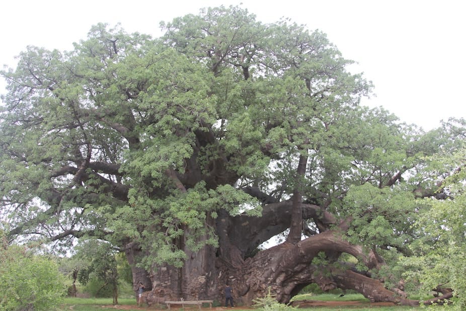 Baobabs: Africa’s unique trees defy climate challenges, continue to ...
