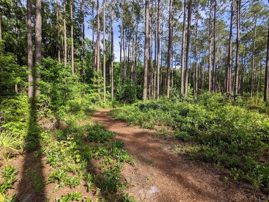 Top 10 Hikes in Jacksonville, According to a Local | by Tammy Amos | Medium