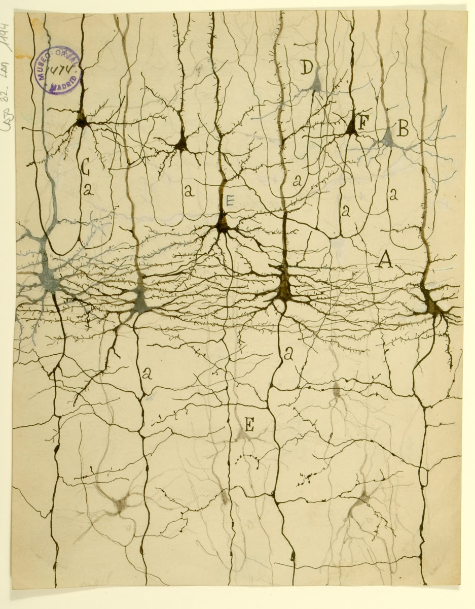 Structural Emergence: The Fractal Geometry of Nature #SoME3 | by Thomas ...