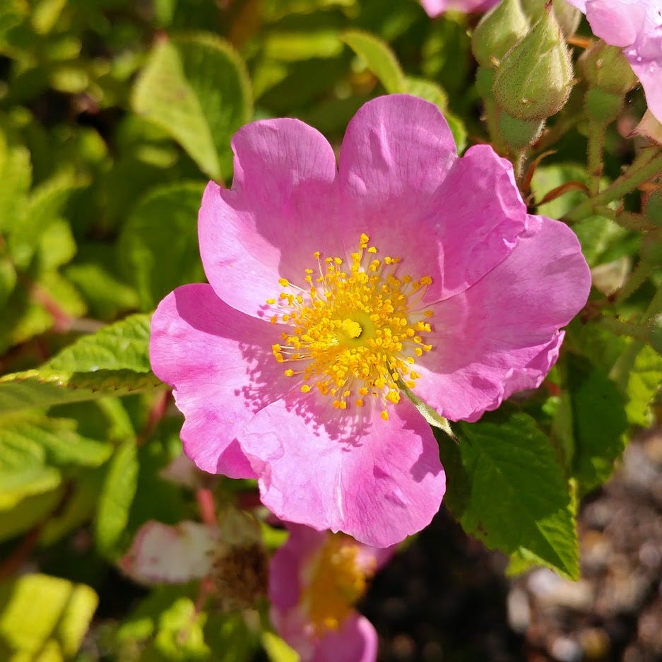 Living In Harmony With Life. In response to prompt 18/52 of Dancing… | by Dr. Preeti Singh ...