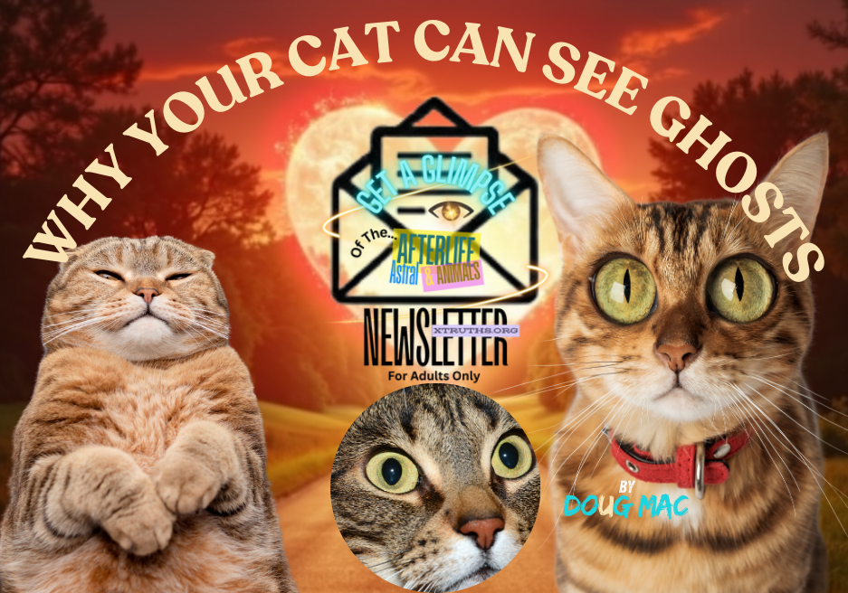 Why Your Cat Can See Ghosts and Spirits: A Look Into Feline Vision | by ...