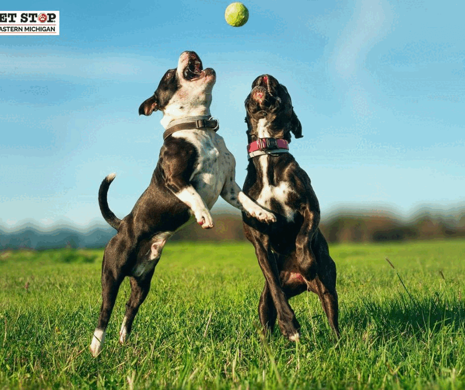 Pet Stop Pet Fence: Pioneering Boundaries for Happy, Safe Pets - Pet ...