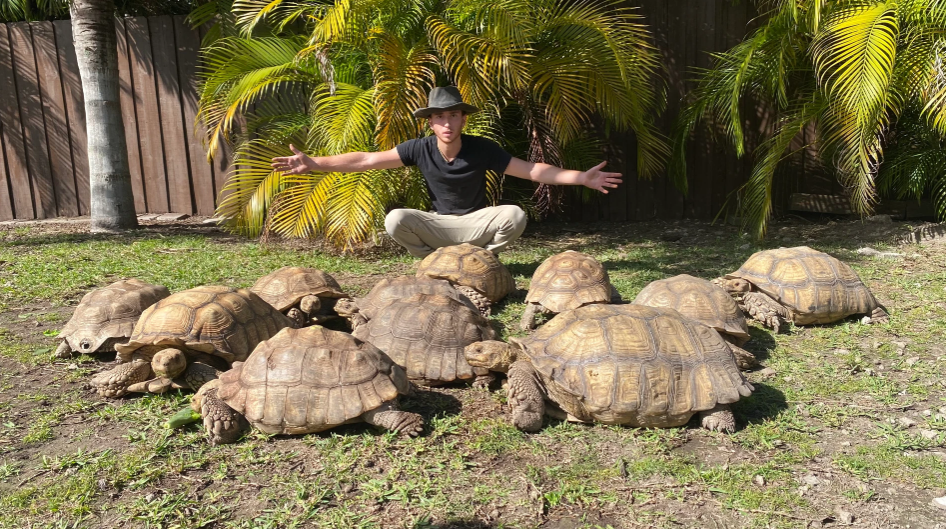 Ultimate Sulcata Tortoise Care Guide: Everything You Need to Know | by ...