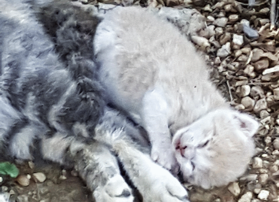 Goodbye Spunky. My wife and I take care of a few feral… | by Troy Headrick | Medium