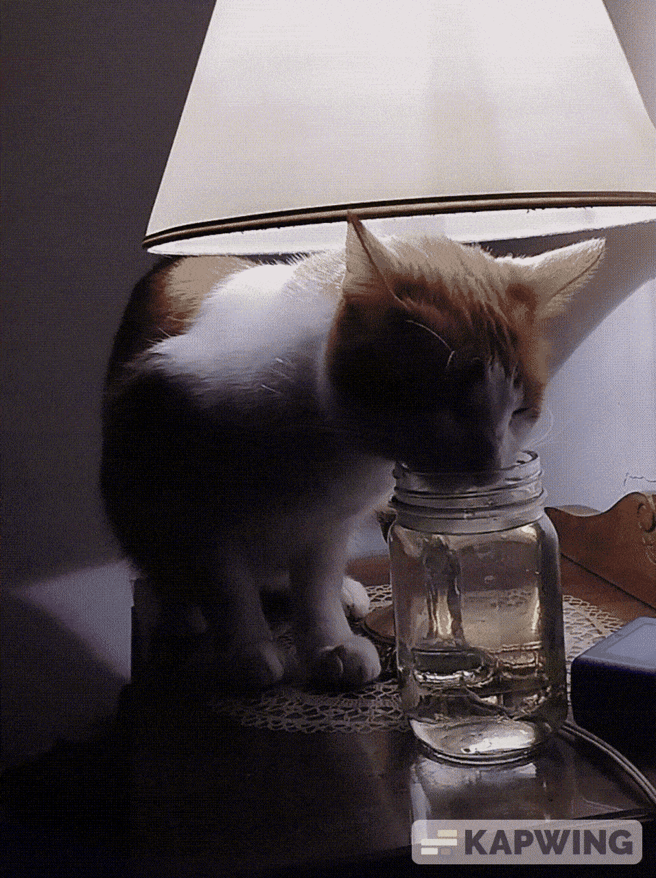 Learning to share with my Cats. A Tale of Compromise | by Penny Dame ...