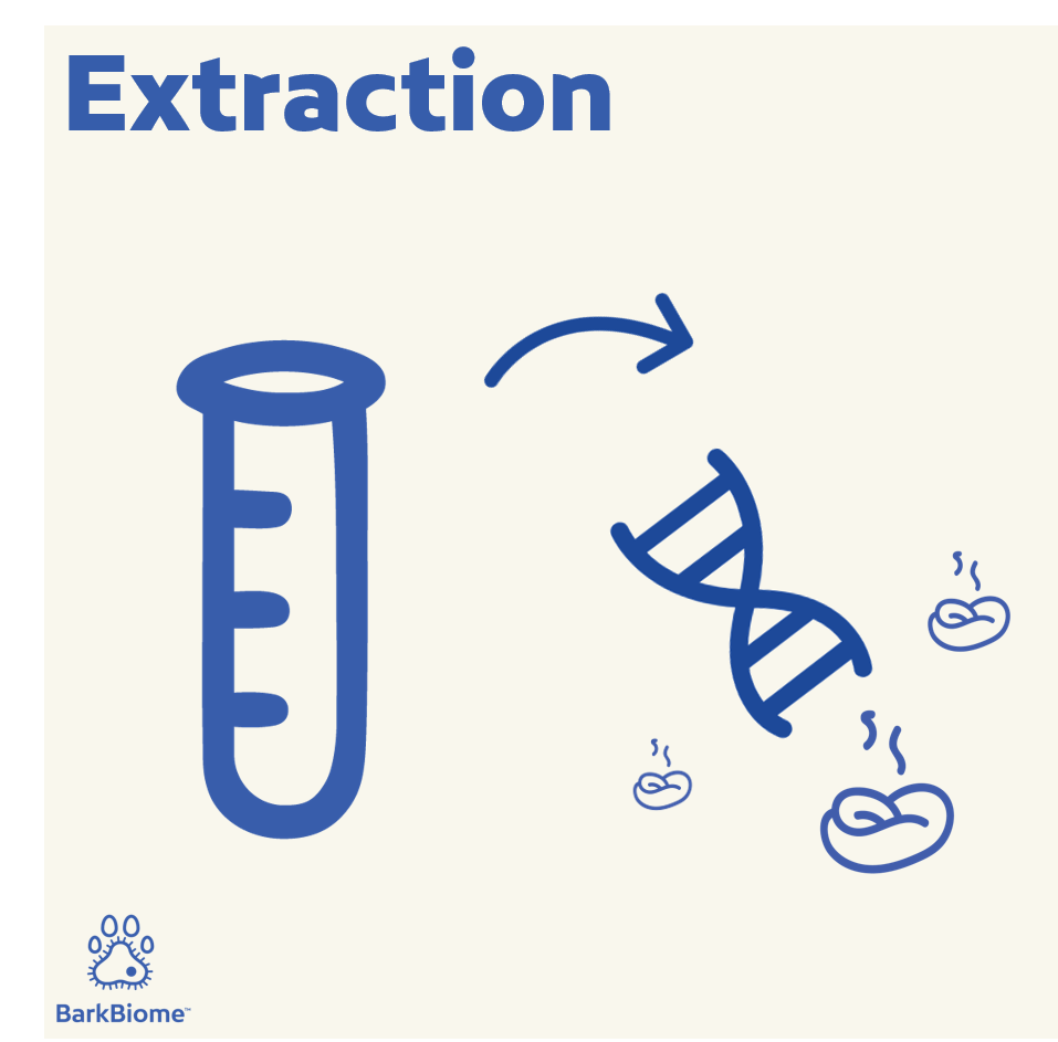 How do we assess a dog’s gut microbiome? | by BarkBiome | Medium