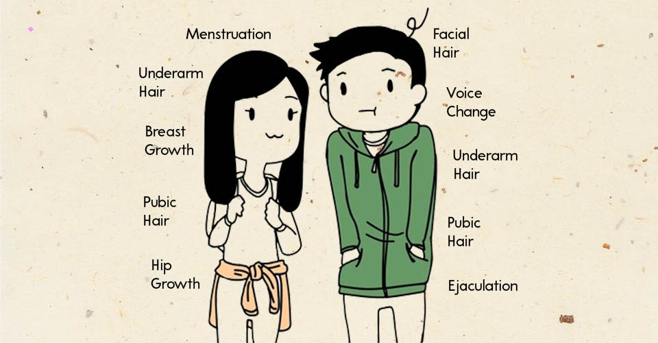 5 Important Stages Of Puberty In Children You Should Know! | by Mind Family | Medium