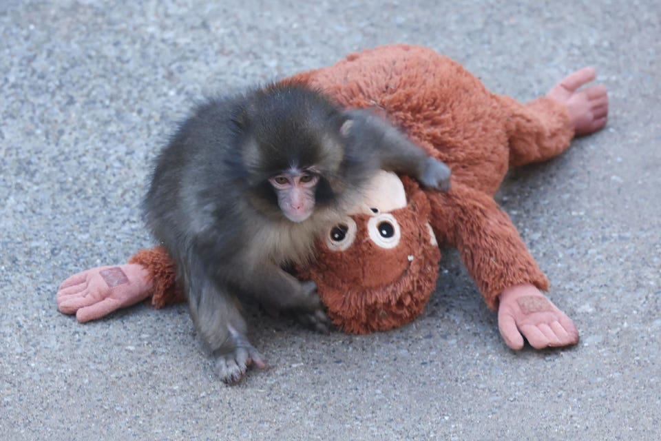 “Punch the Monkey”: How a Viral Trend Turned Into a Real-World Headache ...