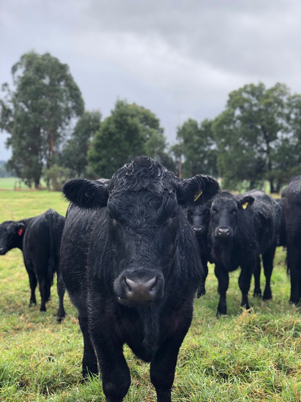 Cows Emit Methane. Is There a Way They Could Help Absorb It? | by Signi ...