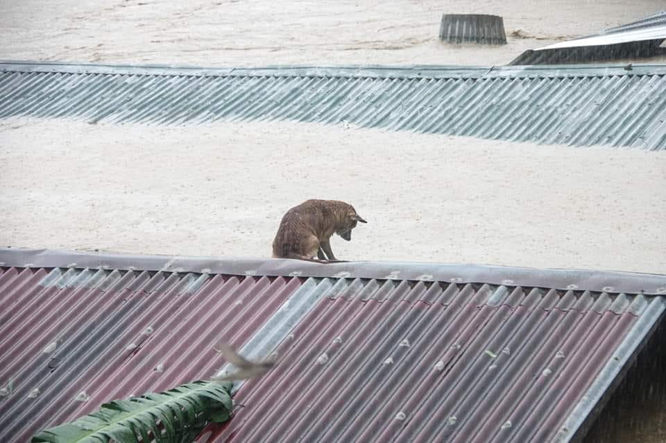 State of Animals in Natural Calamities | by Project PALS | Medium