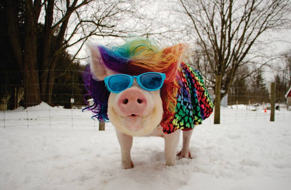 The Best Internet-Famous Animals to Follow on Social Media | by Heather ...