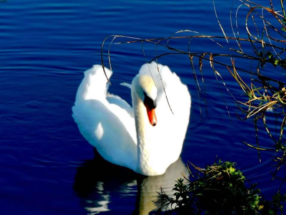 Wild Things - In Living Color - Medium