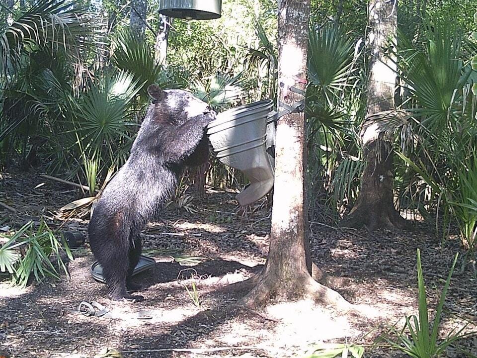 Confessions of a Frustrated Deer Hunter | by Nemo Lamascolo | Medium