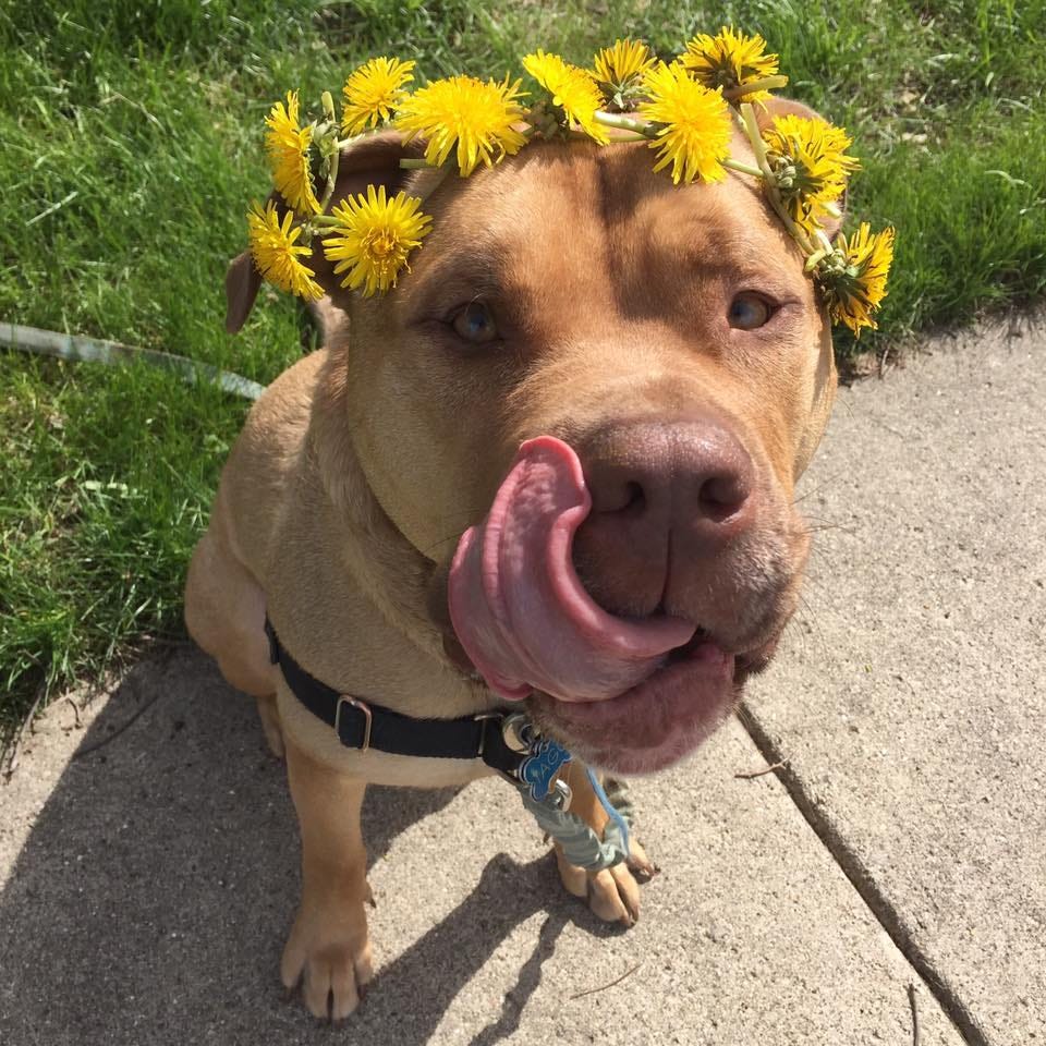 Dandelion. It is classified as a weed. We spray it… | by Jennifer Moorman Bolaños | Medium