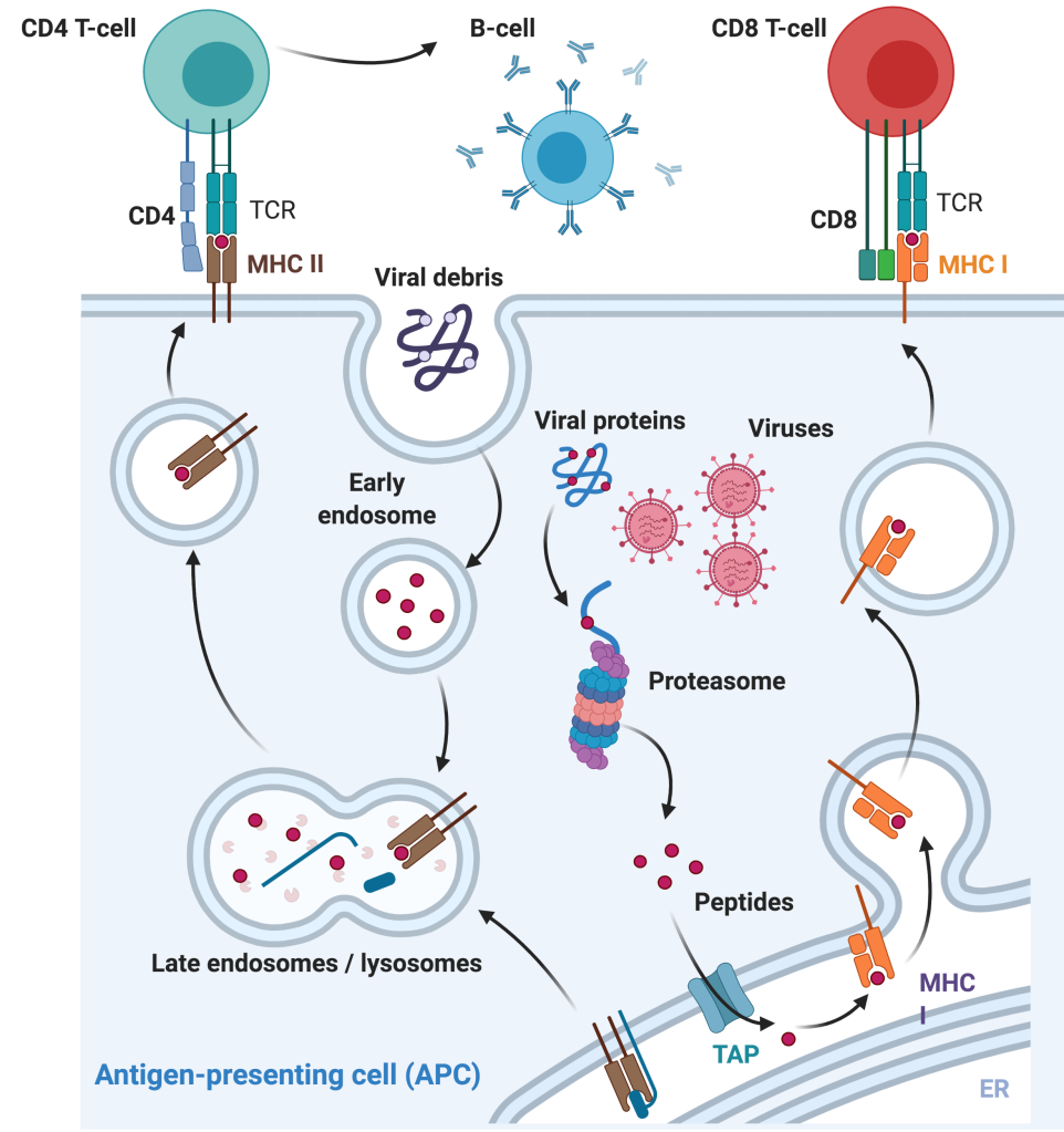 What does correlates of vaccine-induced immunity really mean? | by Kuan ...