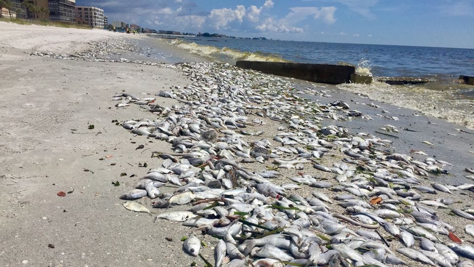 Florida: So Long, and Thanks for All the Dead Fish | by David Friedlander | Medium