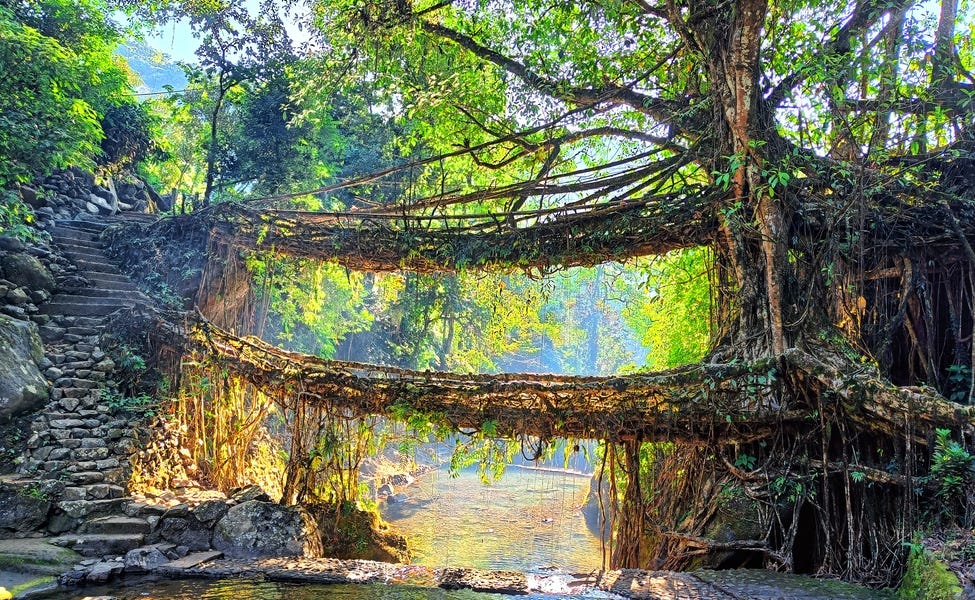 The Malleability of Technology: Lessons from the Double Root Bridge ...