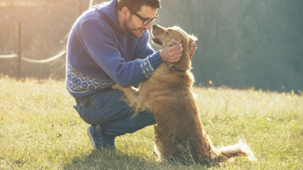 My Dog Is My Worst Enemy. My nightmare with my Dog, Sugar Cake | by ...