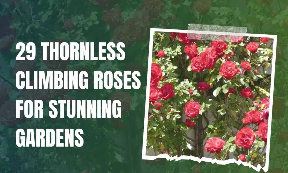 Thornless Climbing Roses: Enhancing Your Landscape Design | by ...