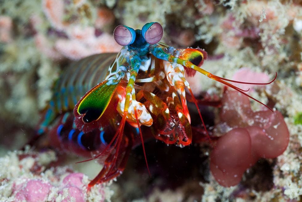 Wonders of the Deep Sea …. What are sea ponders? Remote ocean… | by Arnab Chatterjee | Medium