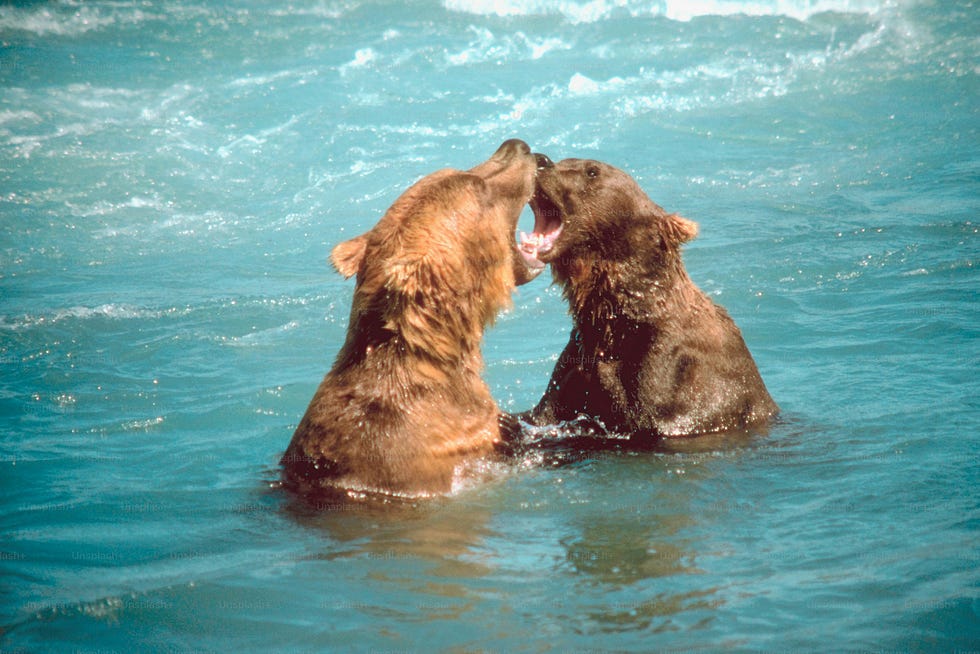 About love and blue bears.. About love and blue bears. | by Frieda ...