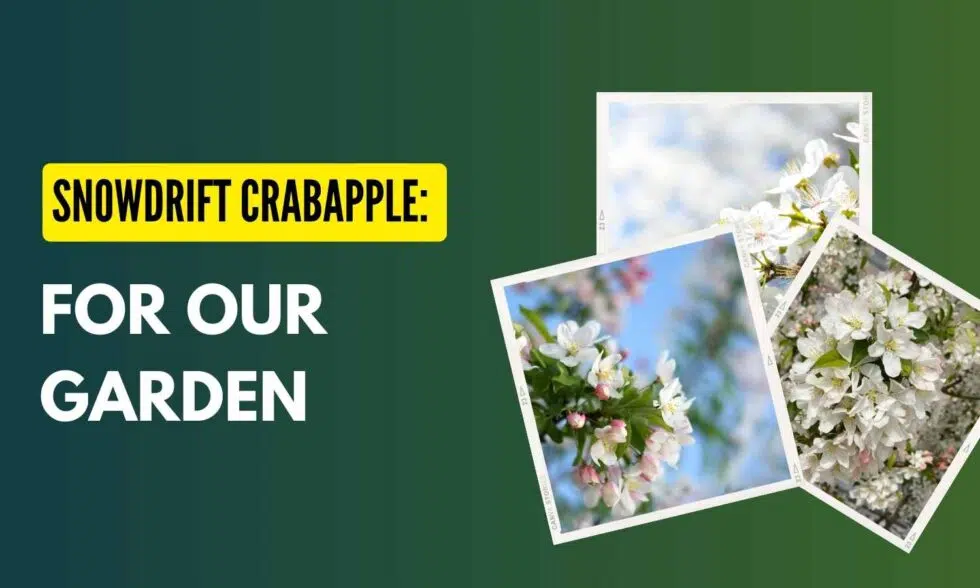 Snowdrift Crabapple: A Wildlife-Friendly Tree for Your Backyard Habitat ...