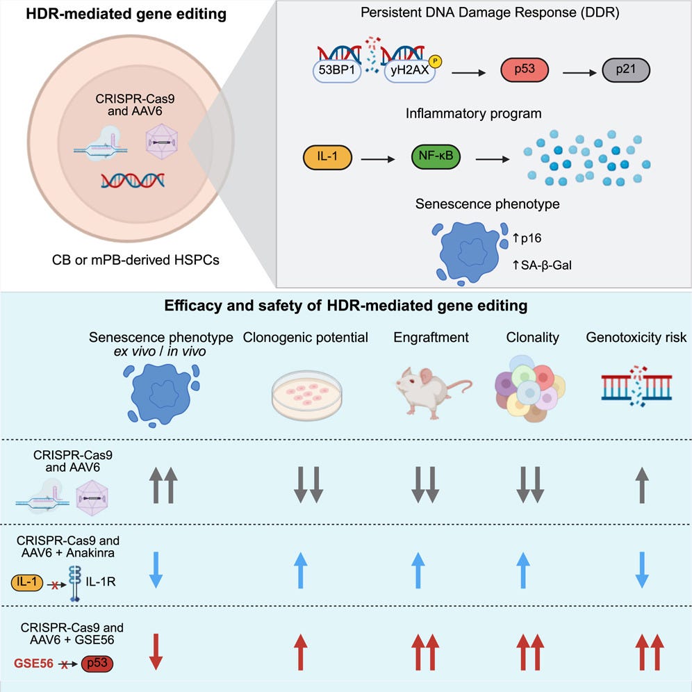 Rewiring Aging: CRISPR Gene Editing in Hematopoietic Stem Cells and Its ...