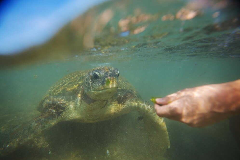 How to Protect Turtles While Snorkeling: A Guide for Eco-Friendly ...