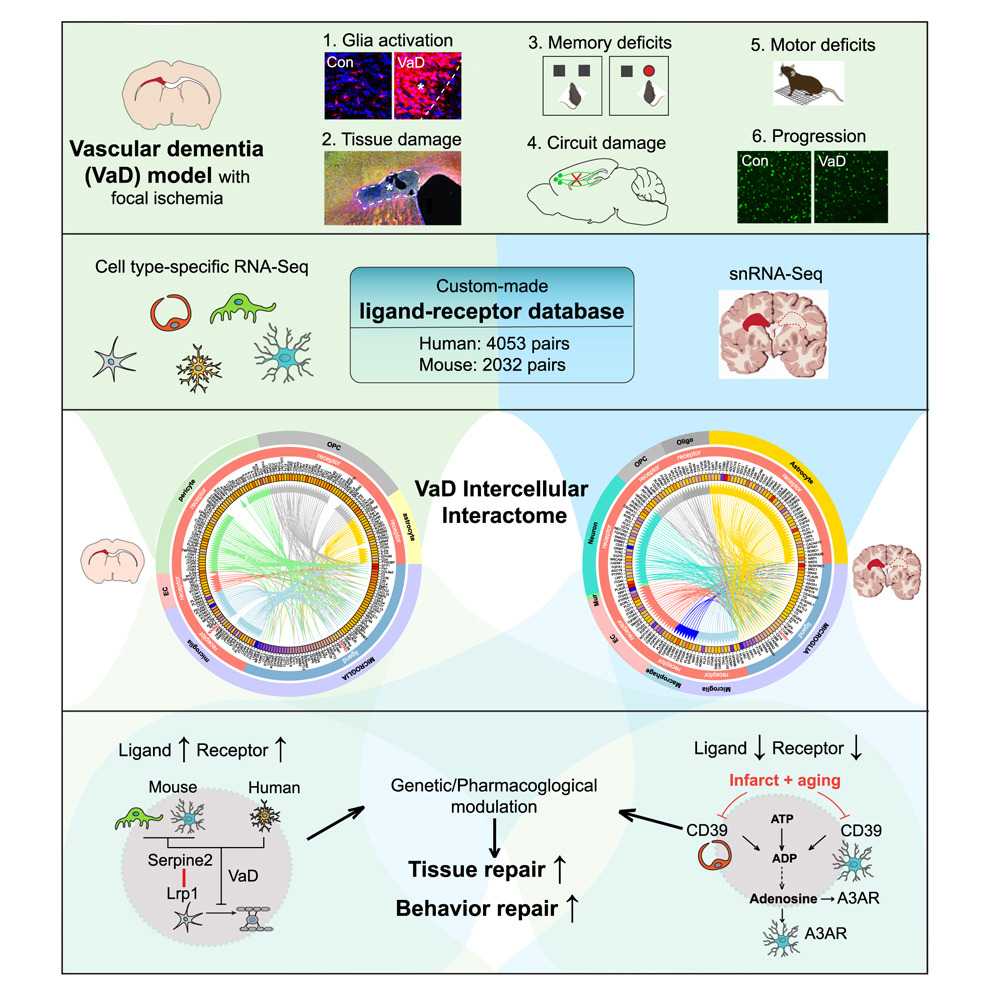 Discovery of Key Brain Repair Mechanism in Vascular Dementia Reveals ...