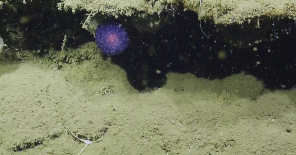 There’s A Glowing Purple Orb At The Bottom Of The Ocean & Scientists ...
