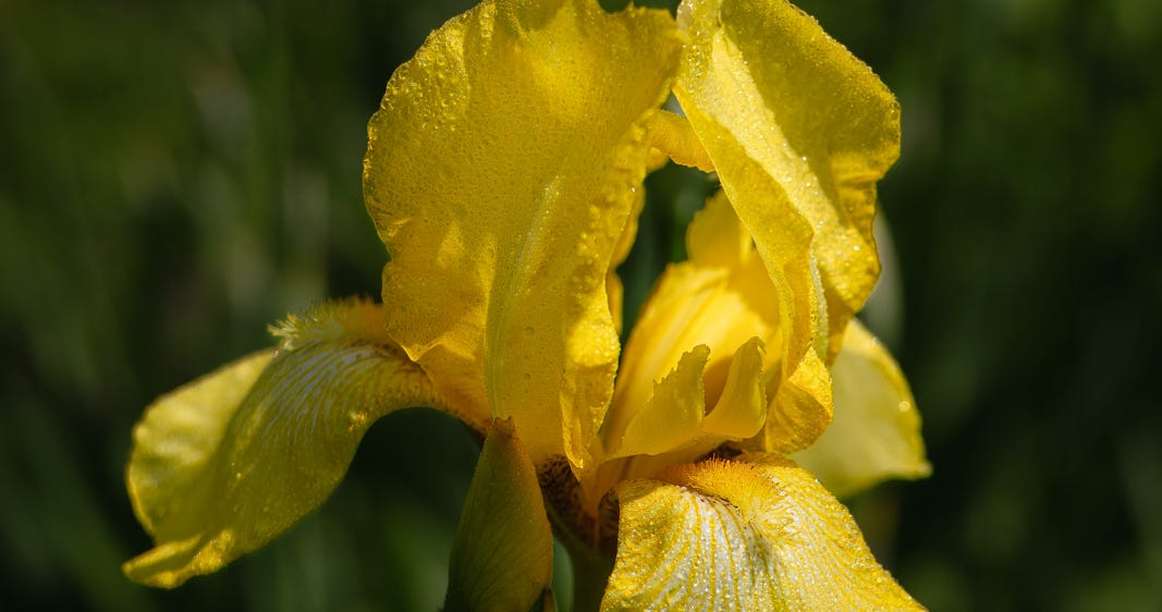 This one’s for Dennett - Weeds & Wildflowers - Medium