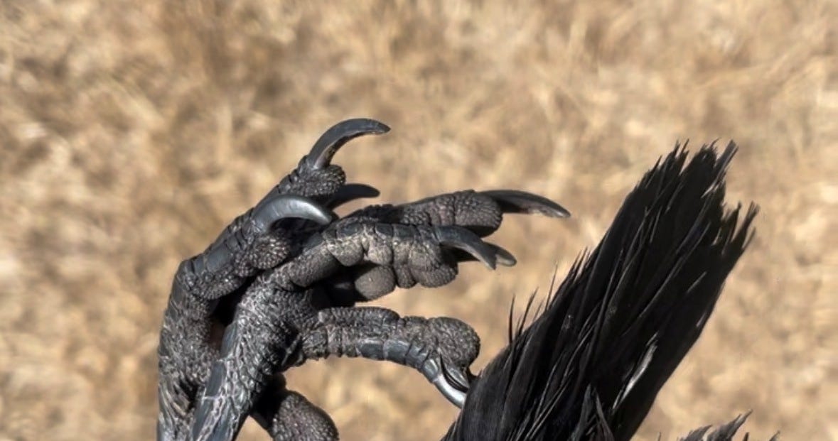 What Happens When a Crow Dies? Reflections on Death and Loss in Social ...