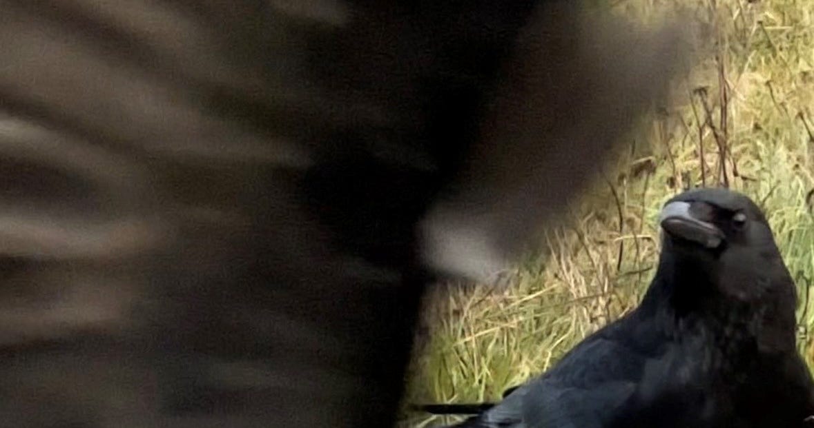 Why You Shouldn’t Mess with the Crows | by Leonor Silva de Mattos | Medium