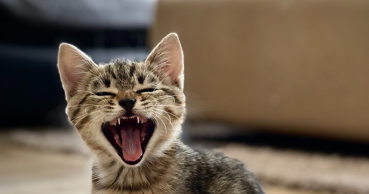 My Boss, The Cat. A limerick | by Mom of 3 Cats | Catness | Medium