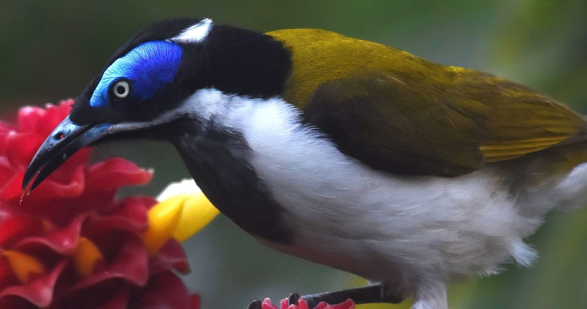 Bird of the Day. Finally! A new tick on the life list | by Bronwen ...