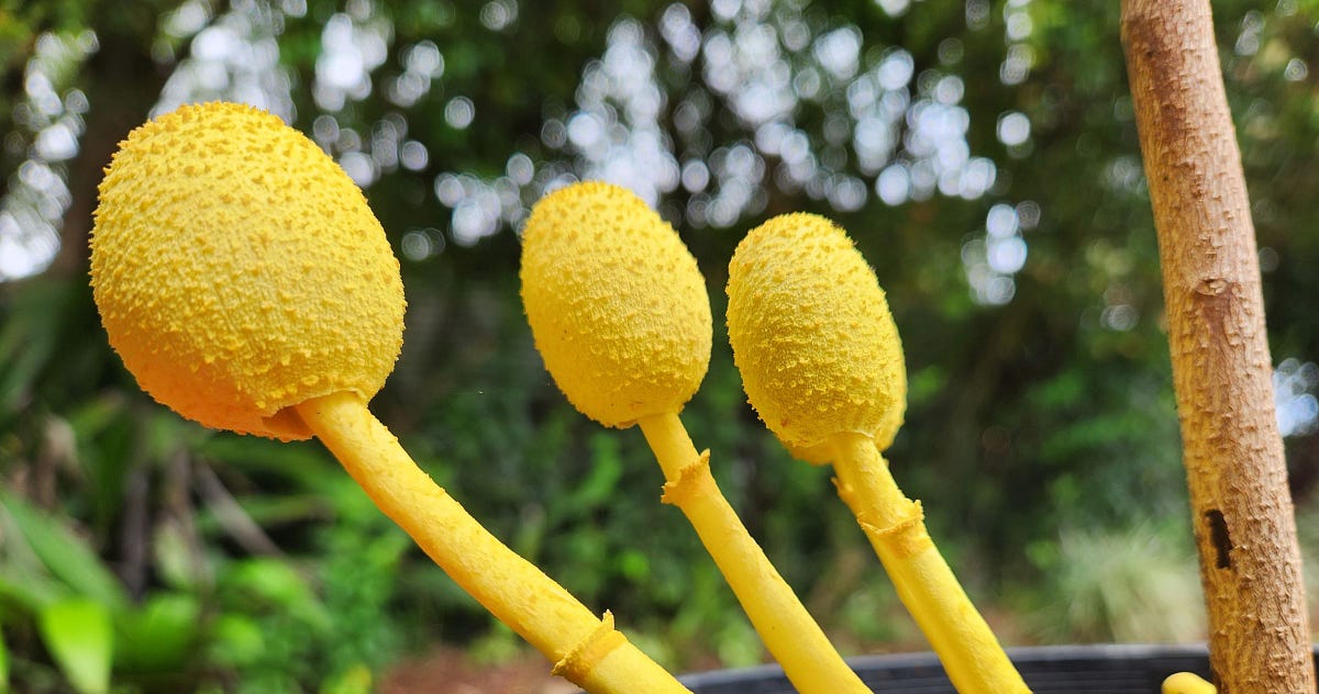 A Different Kind of Gold. Fungi, pineapples and a Georgian… | by ...