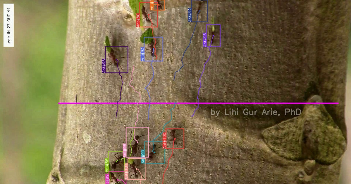 Mastering Object Counting in Videos | by Lihi Gur Arie, PhD | Towards ...