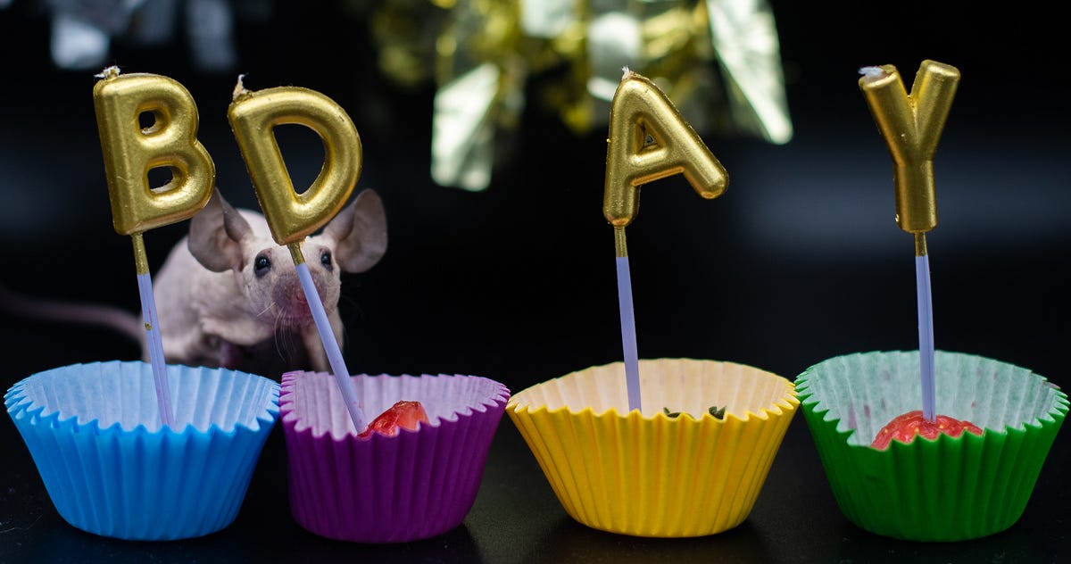 Stop and Look at These Mice Celebrating Their Birthday | by Abhijit M ...