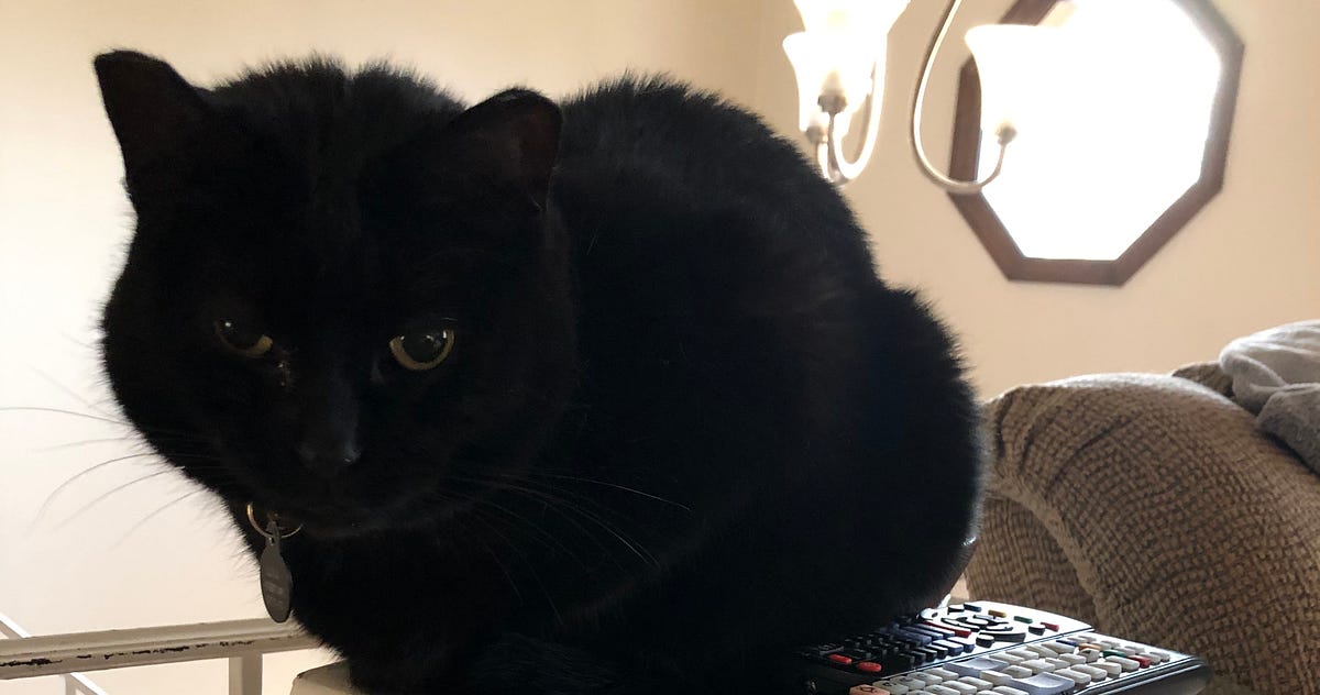 What’s up with Luna. Hi folks. It’s me Luna. Happy April… | by Thoughts ...